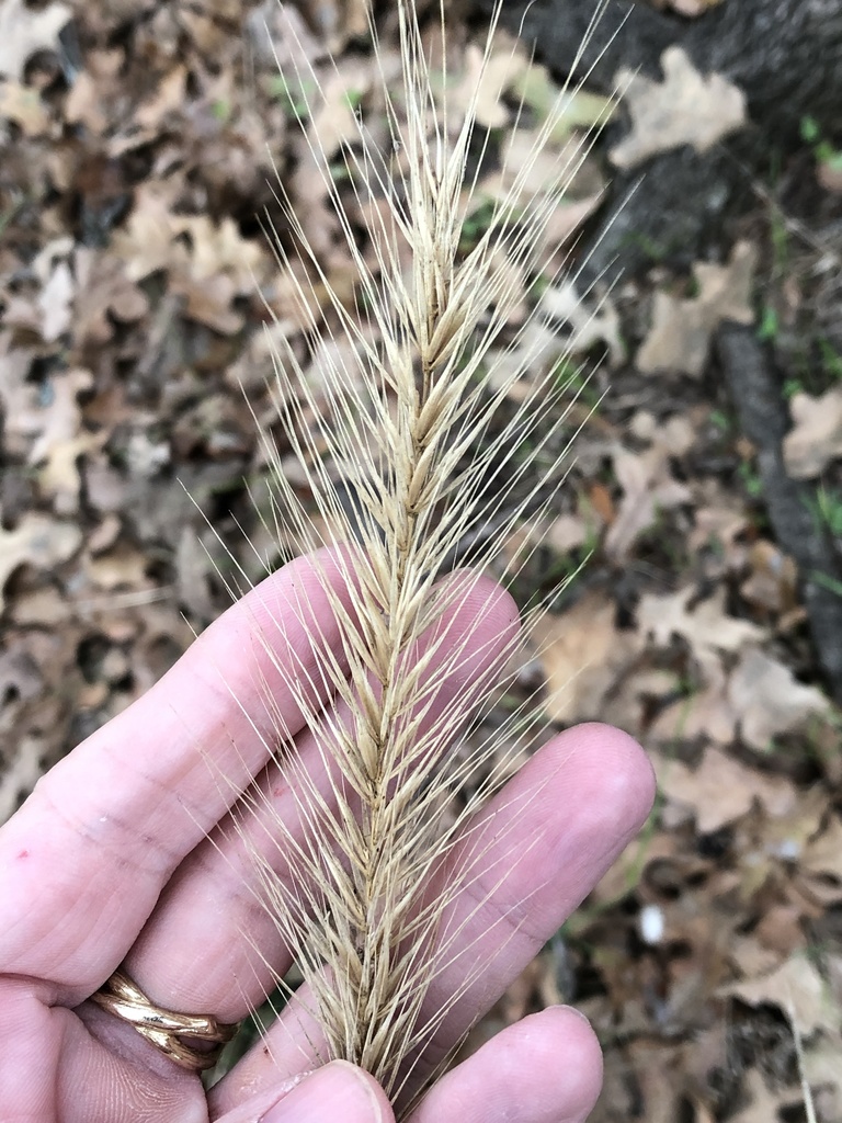 silky wild rye from Randol Mill Park, Arlington, TX, US on November 11 ...