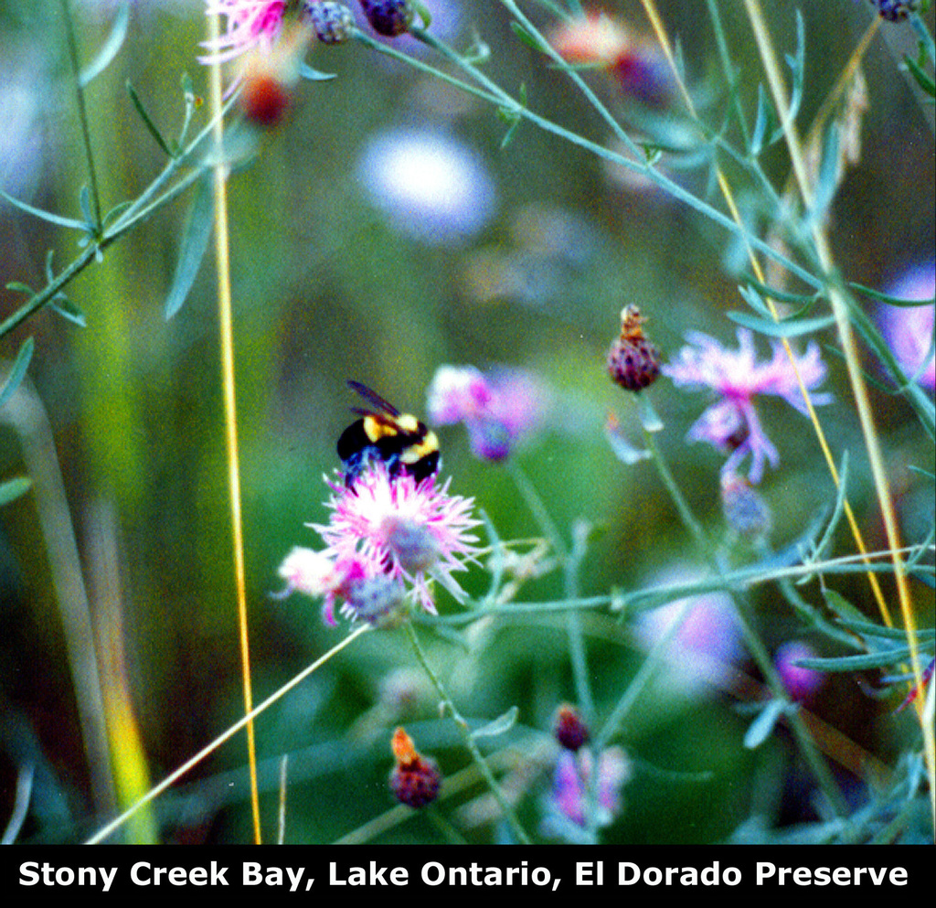 Rusty-patched Bumble Bee in August 1996 by Charles and Kathy Appell ...