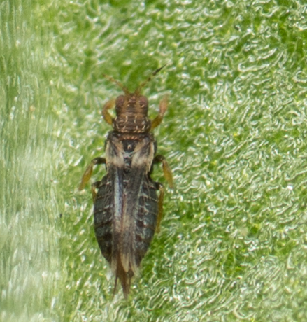 Banded Greenhouse Thrips (Thrips of the United States) · iNaturalist