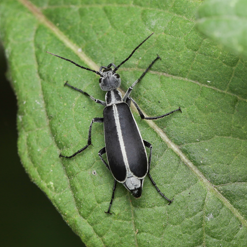 Margined Blister Beetle from Montgomery County, MD, USA on August 31 ...
