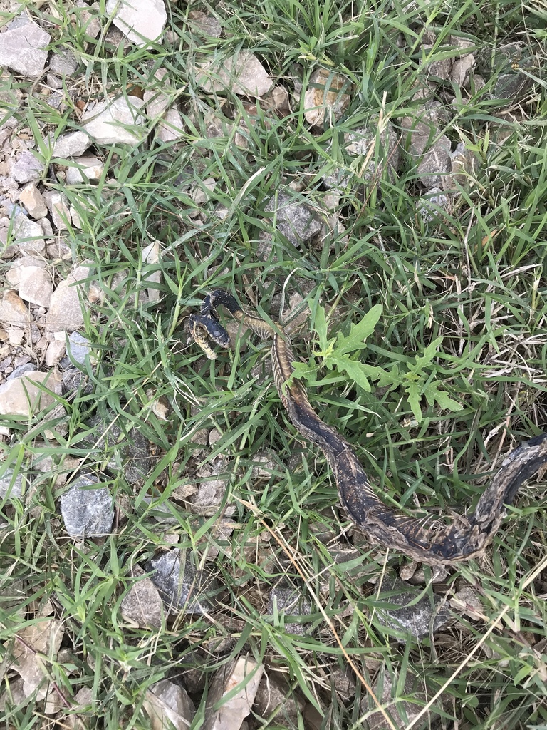 Colubrid Snakes from Kerens, TX, US on October 26, 2019 at 01:34 PM by ...