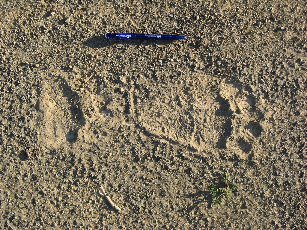Brown Bear from Kaleybar, East Azerbaijan Province, Iran on July 24 ...