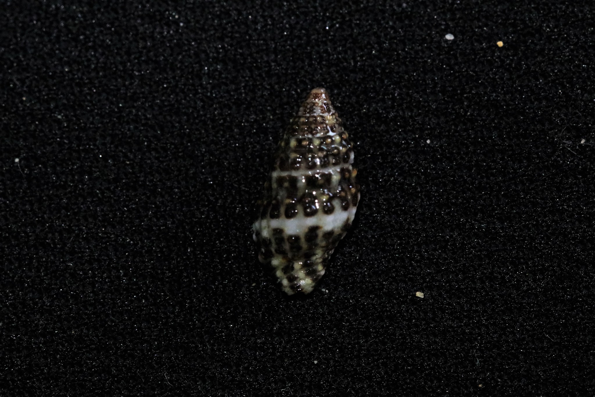 Engina armillata (Reeve, 1846)