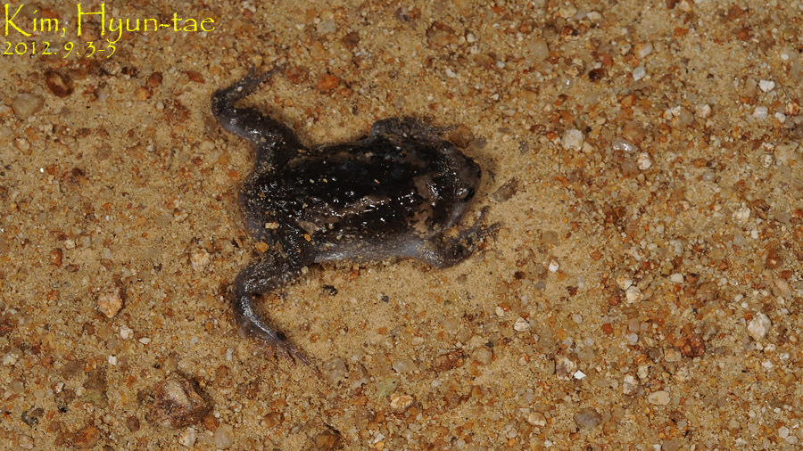 Boreal Digging Frog from Chungcheongbuk-do, KR on September 5, 2012 by ...