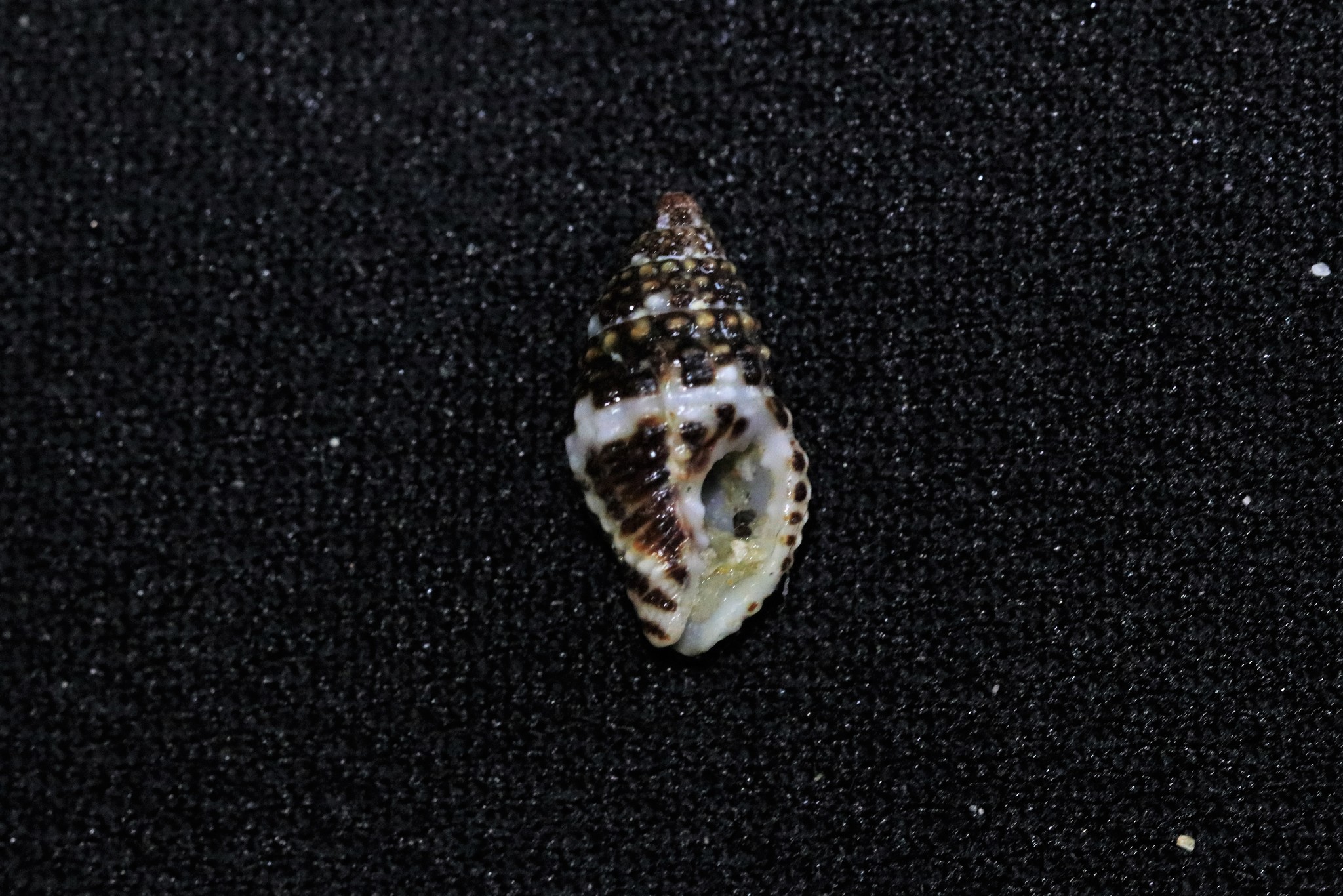 Engina armillata (Reeve, 1846)