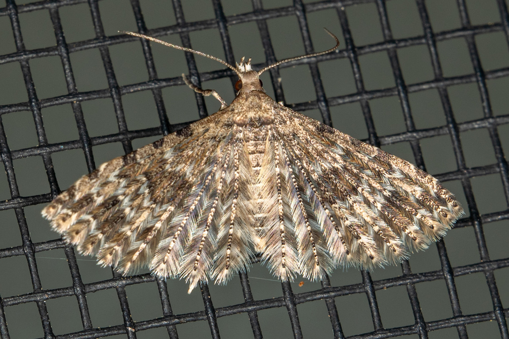 Montana Six-plume Moth from Marquette County, MI, USA on September 1 ...