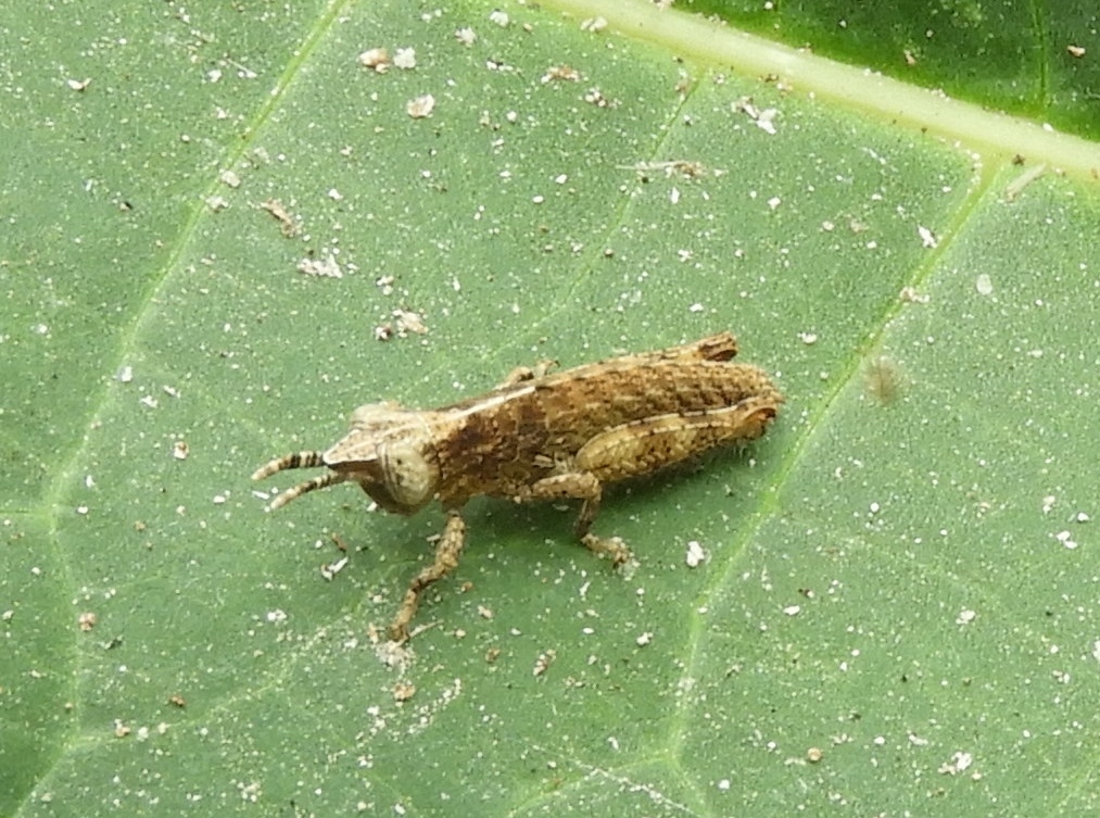 Proctolabus from Mazatlán, Sin., México on November 11, 2019 at 11:42 ...
