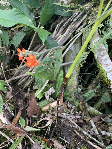 Gurania guentheri · iNaturalist