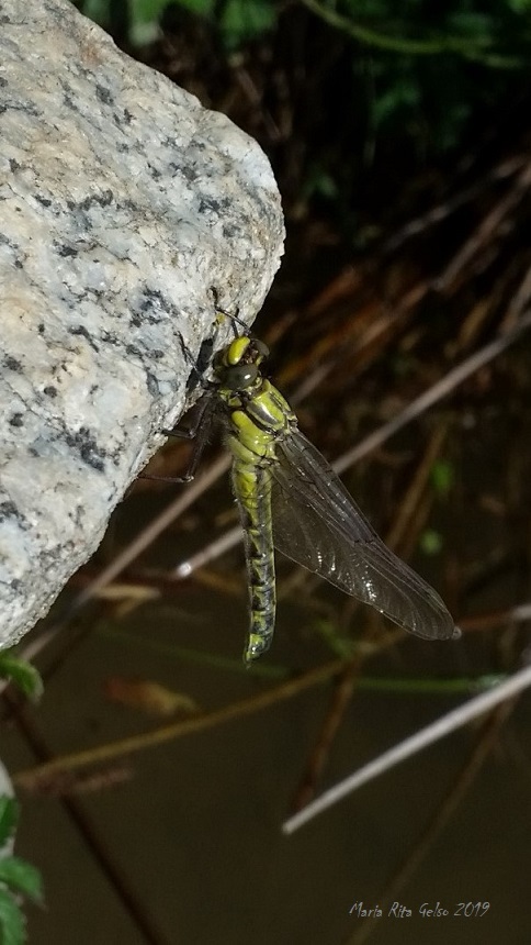 Gonfo comune (Odonati nel Parco Nord Milano ) · BioDiversity4All