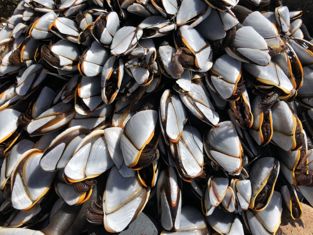 Pelagic Gooseneck Barnacle (Pelagic Gooseneck barnacles of Northeast ...
