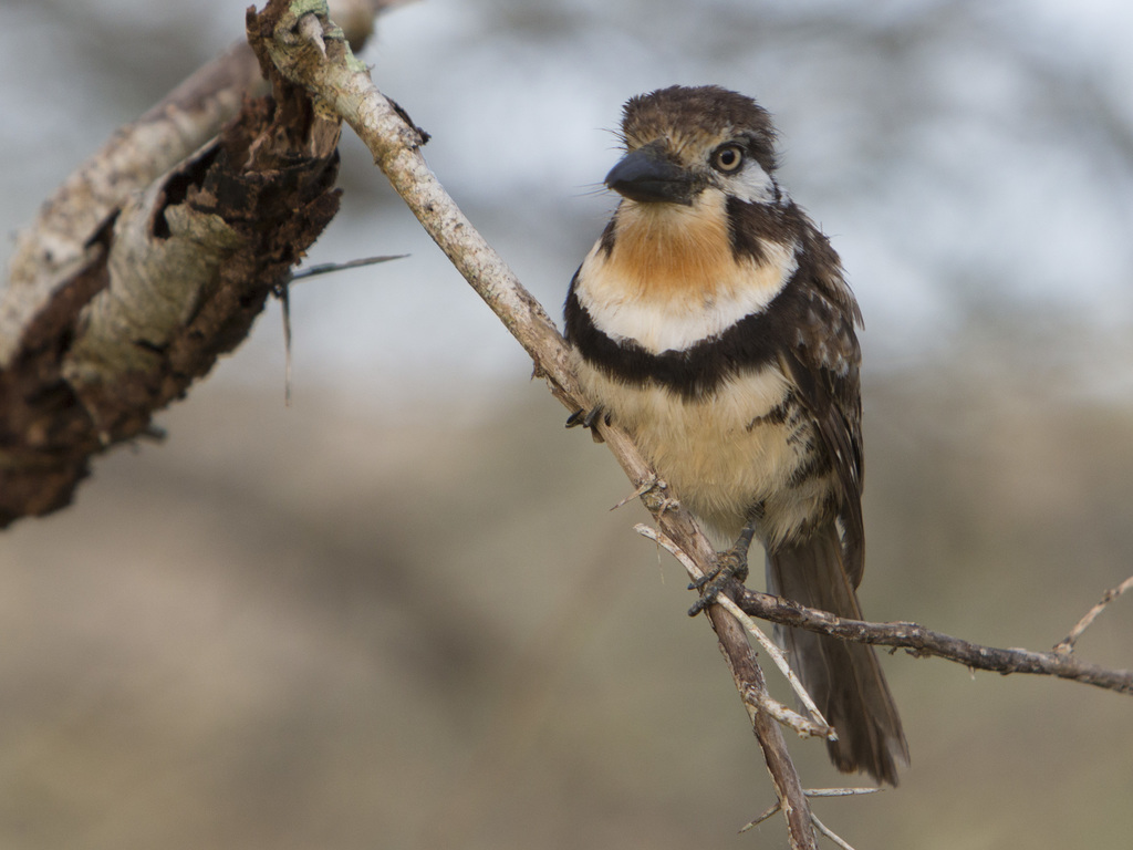 Bobito Punteado (Aves de Montefirme Pileta, Corozal -Sucre) · iNaturalist