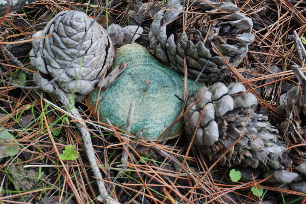 saffron milkcap from 2537 Reliez Valley Rd, Martinez, CA 94553, USA on ...