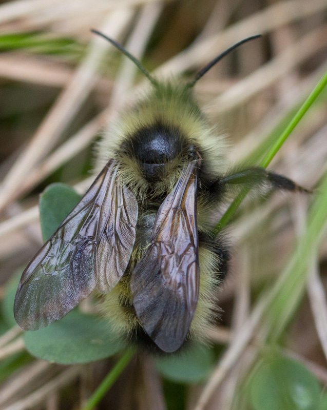 Cuckoo Bumble Bees from Sitka, AK, USA on August 4, 2012 at 03:18 PM by ...