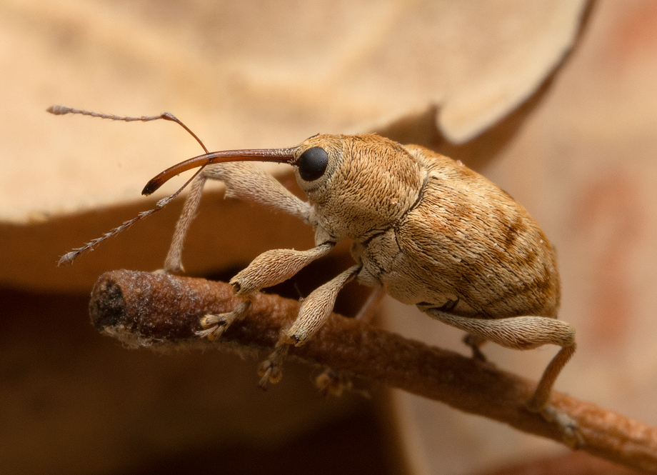 Nut and Acorn Weevils from San Diego County, CA, USA on July 6, 2019 at ...
