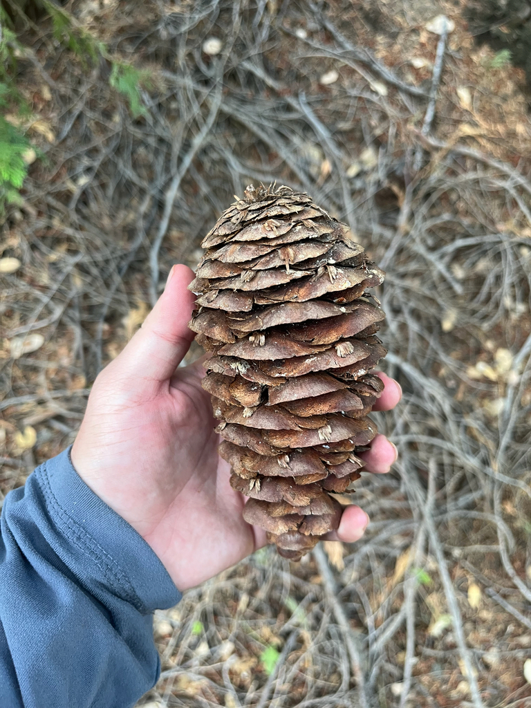 Bigcone Douglas-fir from Boucher Trail, Pauma Valley, CA, US on ...
