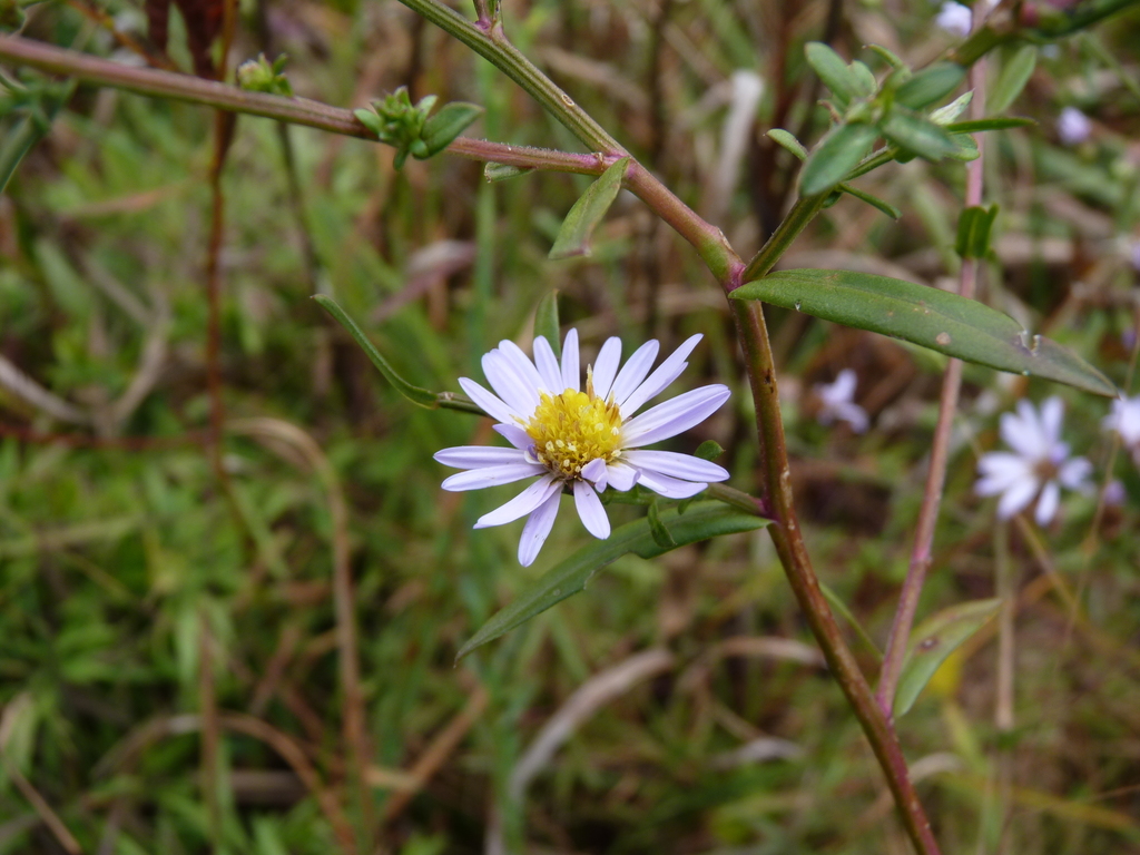 New York aster in November 2019 by Nate Hartley · iNaturalist