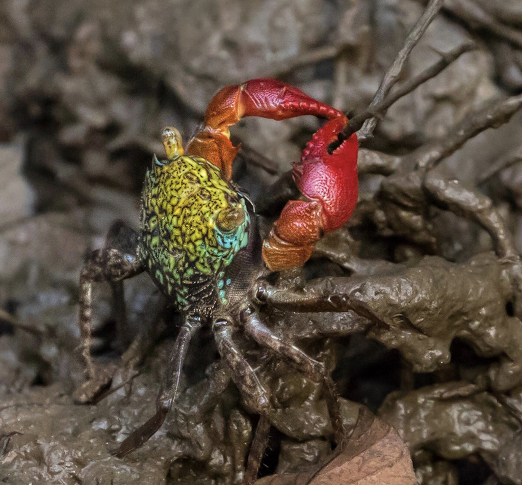 Parasesarma brevicristatum from Lower Daintree, QLD, AU on December 21 ...