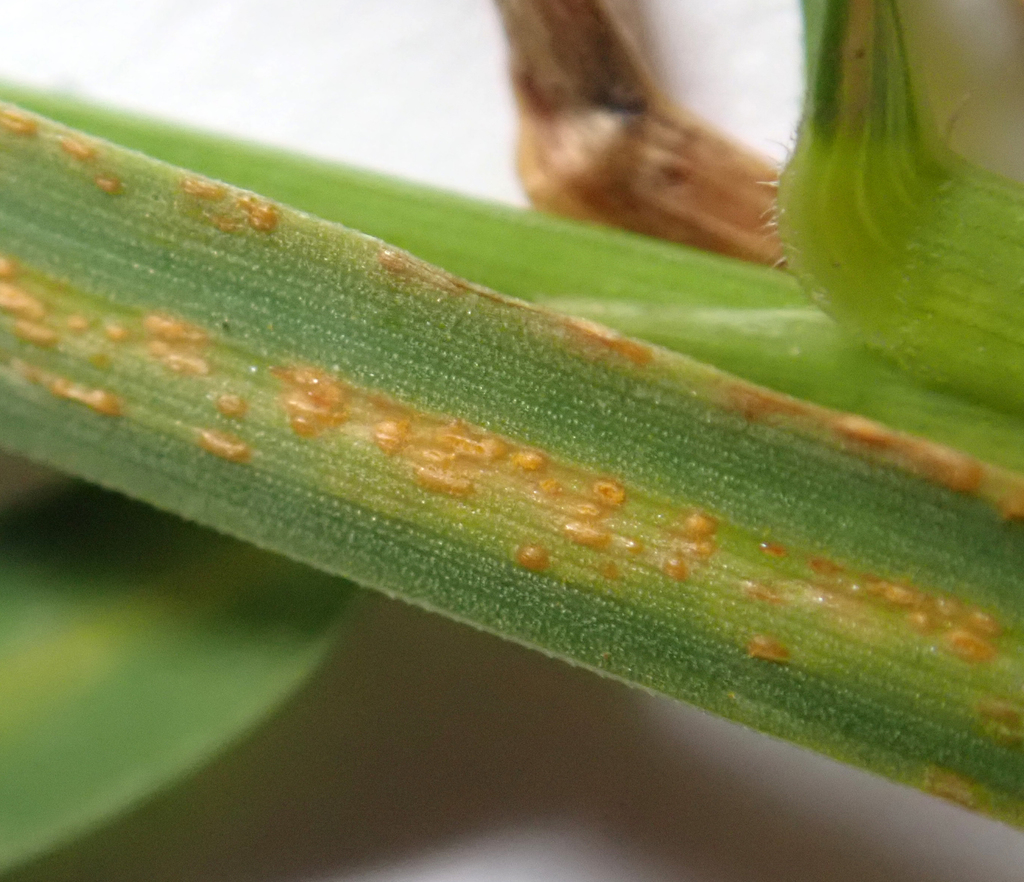 Crown Rust from Chatham Islands, Rekohu (Chatham Islands), Te Whanga ...