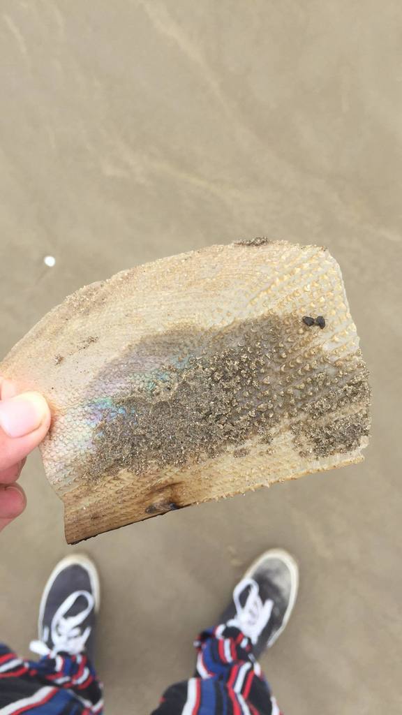 Sawtooth Pen Shell from Tuxpan, MX-VE, MX on November 11, 2019 at 03:05 ...