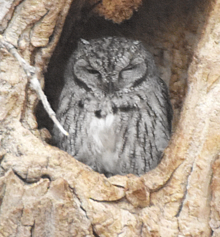 Western Screech-Owl (Birds of John Martin Reservoir State Park ...