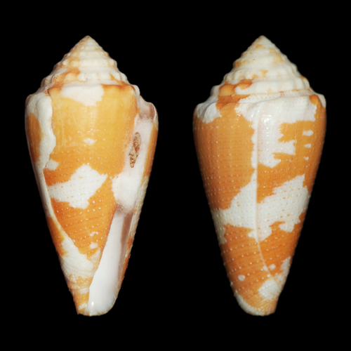 Golden Cone (Conus aurantius) · iNaturalist United Kingdom