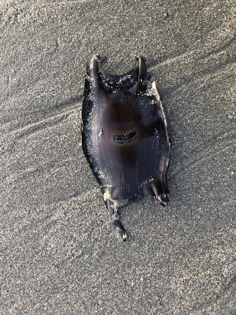 California Skate (Caliraja inornata) - Marine Life Identification