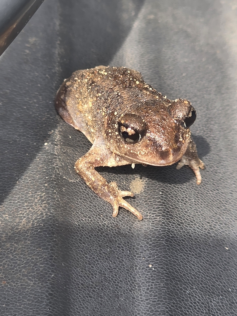 Hurter's Spadefoot in September 2025 by The Irreverend. Missing left ...