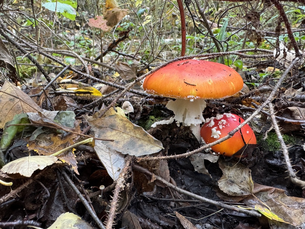 Fly Agaric from North Pole, AK, US on September 01, 2025 at 11:56 AM by ...