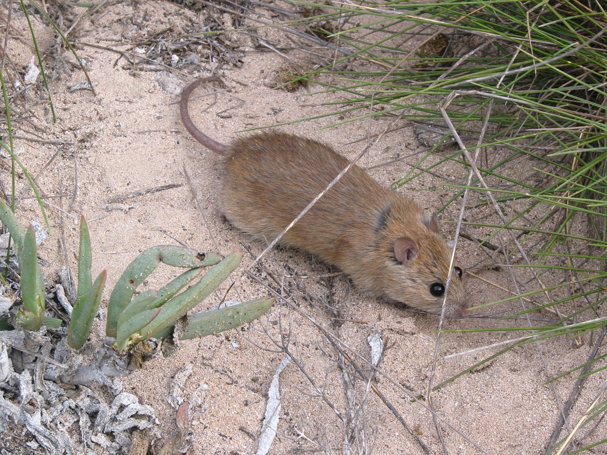 Rattus tunneyi (Thomas, 1904)