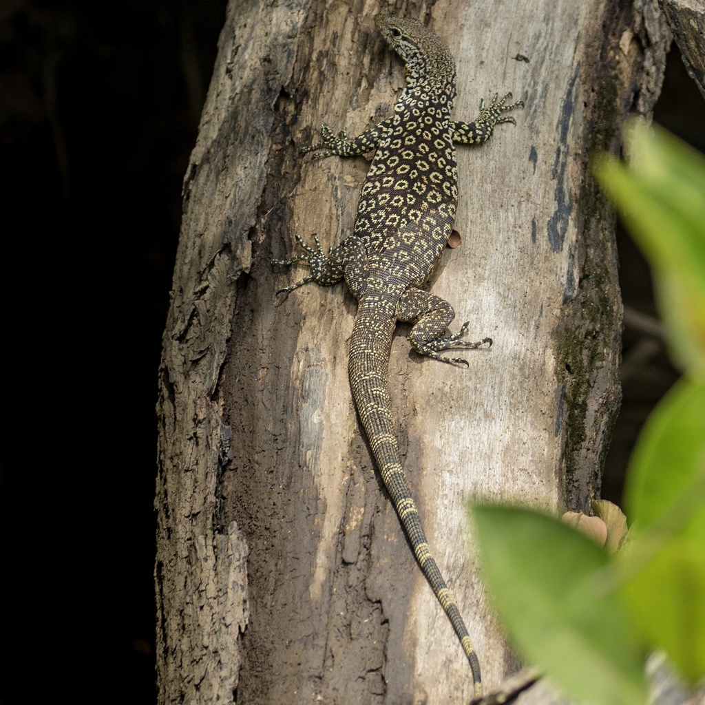 Banded Tree Monitor from Forest Creek, QLD, AU on September 24, 2017 at ...