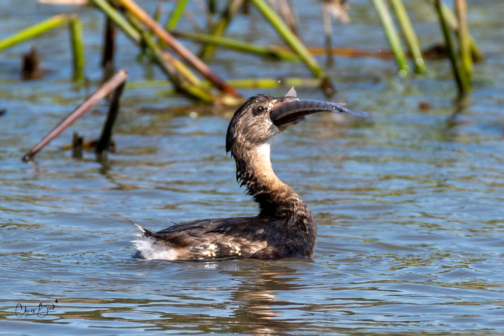 Pied-billed Grebe from Camino South, Houston, TX, US on November 06 ...