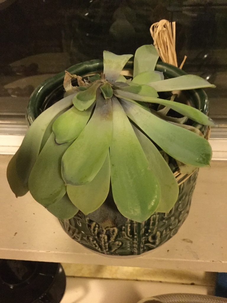 Sedeae from N Gilbert Ave, Portland, OR, US on November 11, 2019 at 09: ...