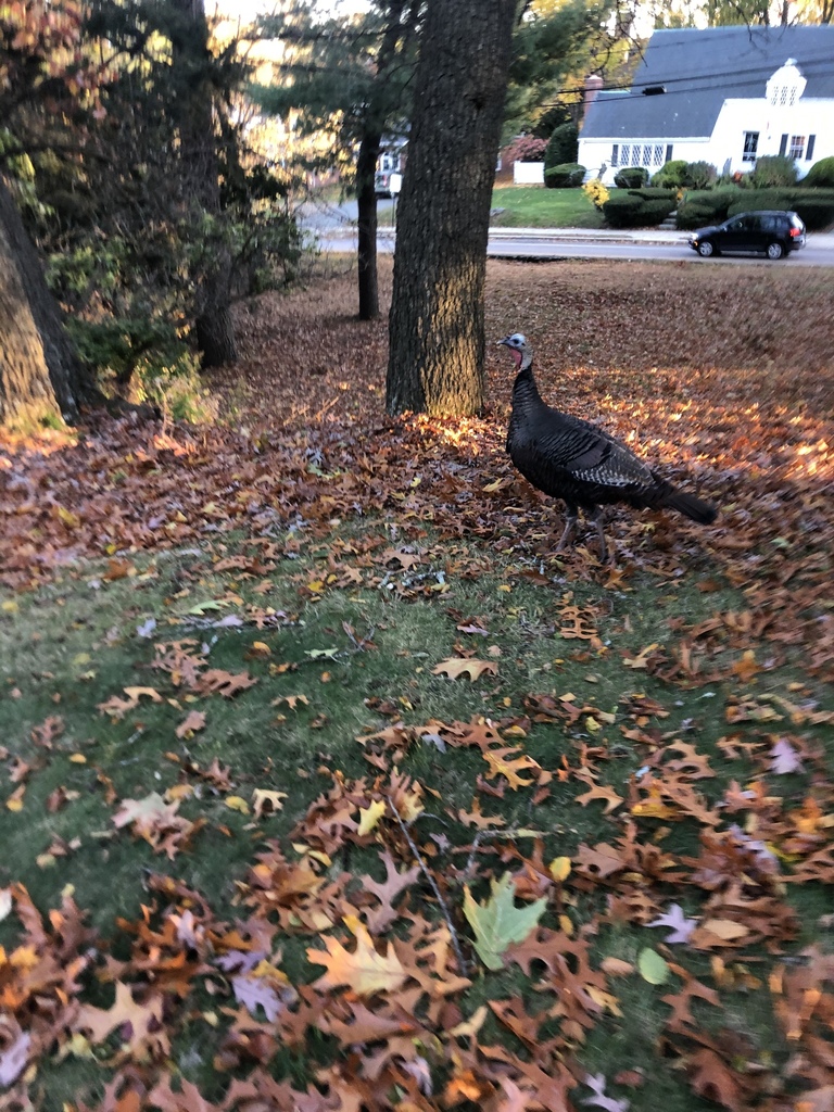 Wild Turkey from Boston College, Newton, MA, US on November 1, 2019 at ...