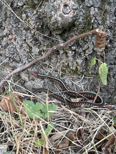 Red-spotted Garter Snake (Thamnophis sirtalis concinnus) - Snakes and ...