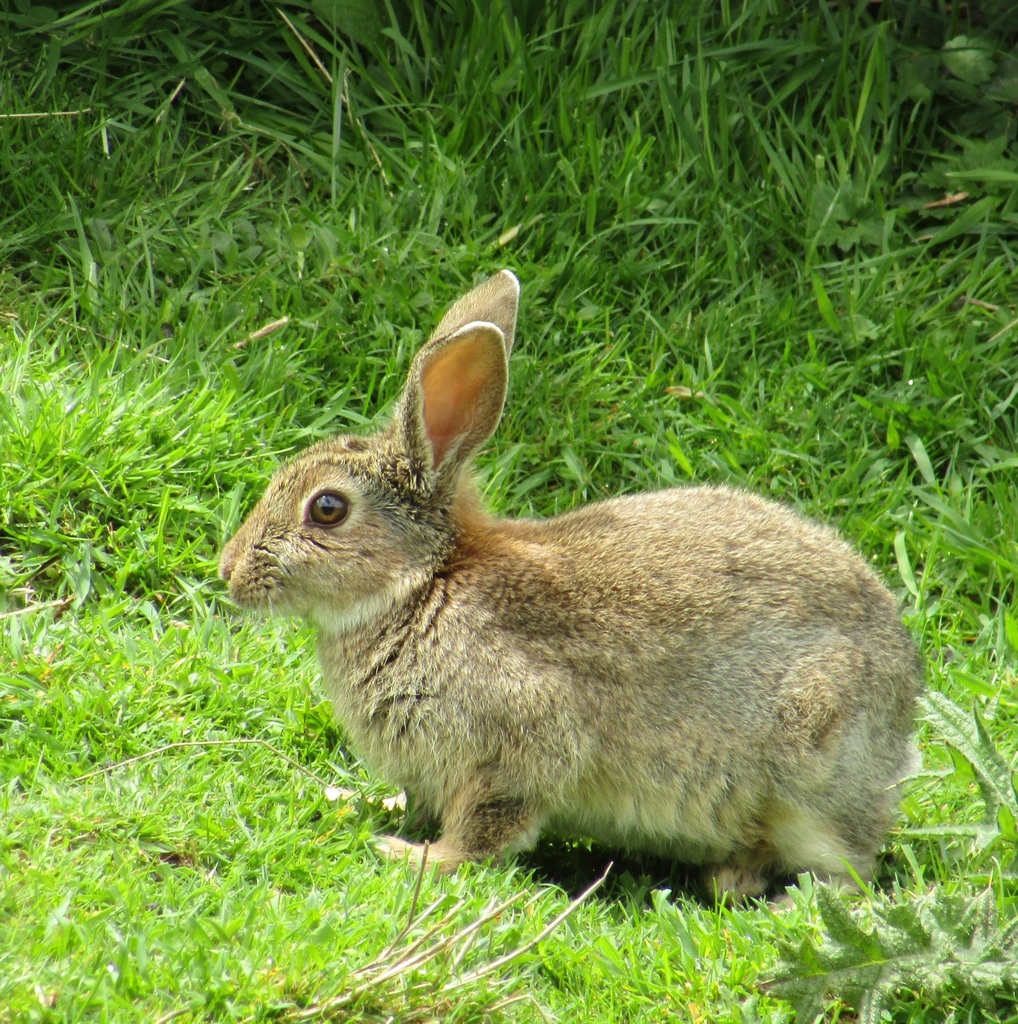 Wild European rabbit (Oryctolagus cuniculus cuniculus) - Know Your Mammals