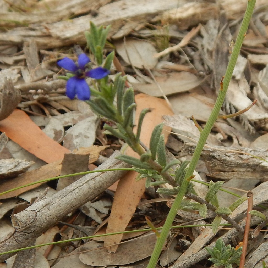 Rough Halgania from Mount Boothby Conservation Park SA 5265, Australia ...