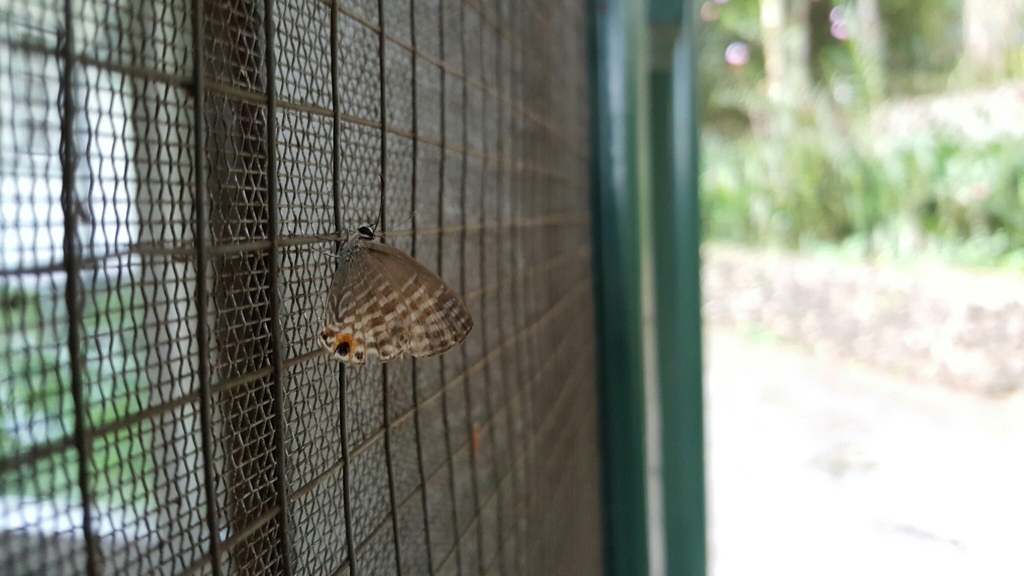 Jamides cleodus from Baguio Benguet on November 23, 2016 at 03:05 PM by ...