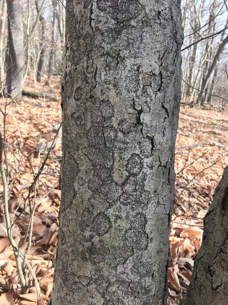 Neonectria from Monongahela National Forest, Parsons, WV, US on ...