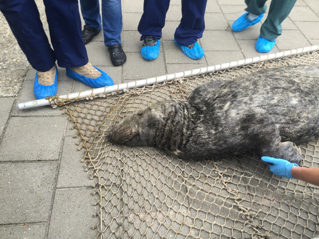 Atlantic Grey Seal from Den Helder, NL-NH, NL on August 04, 2016 by ...