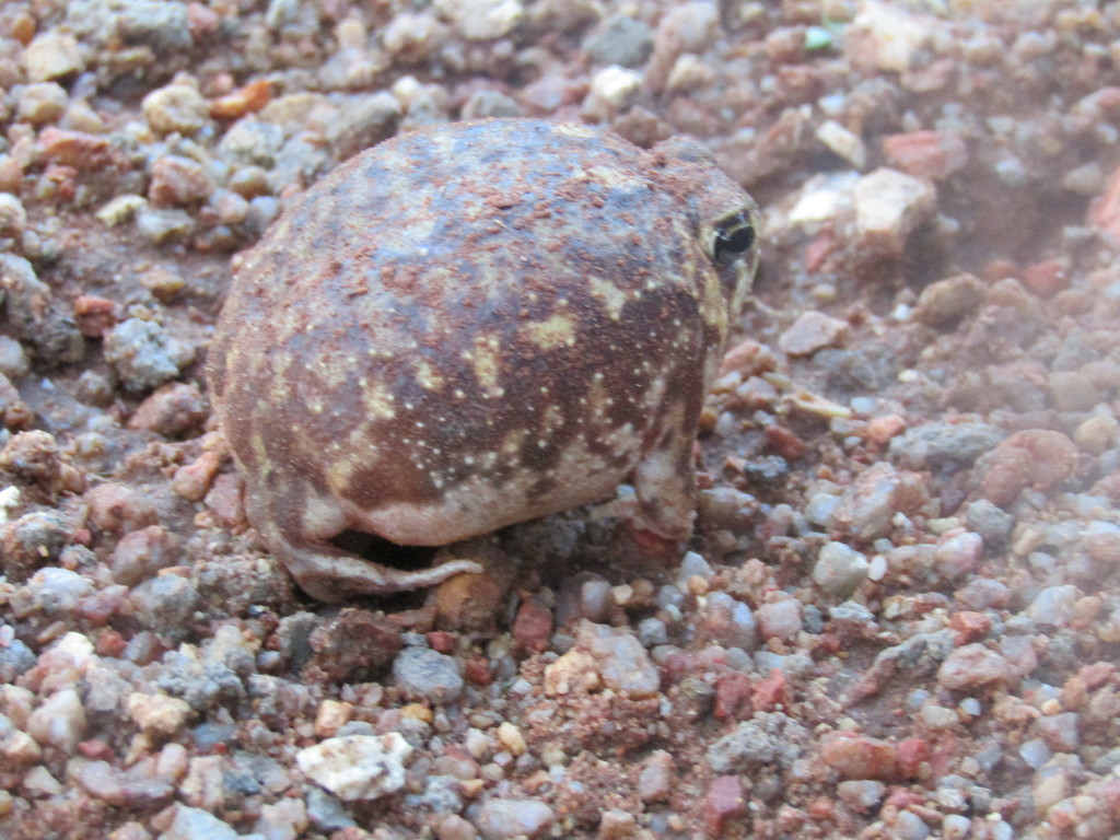 Common Rain Frog from Thamaga, Botswana on November 12, 2019 at 05:46 ...