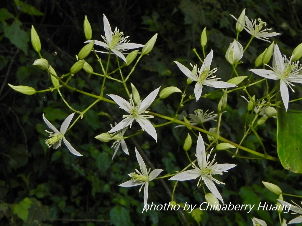 (Clematis uncinata) - Botanical Realm