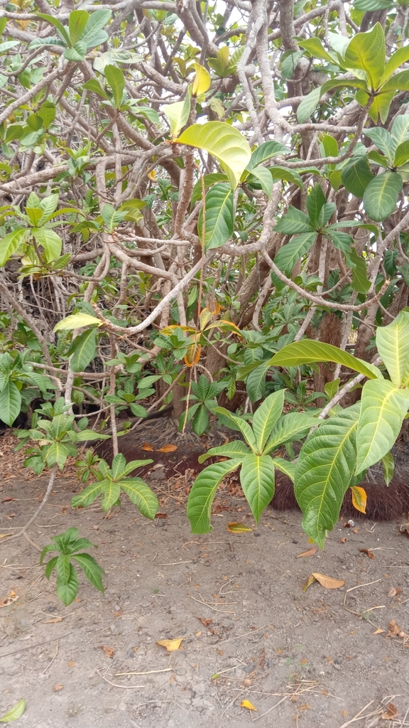 Brackishwater Mangrove from Sofia, MG-MA, MG on November 10, 2019 at 10 ...