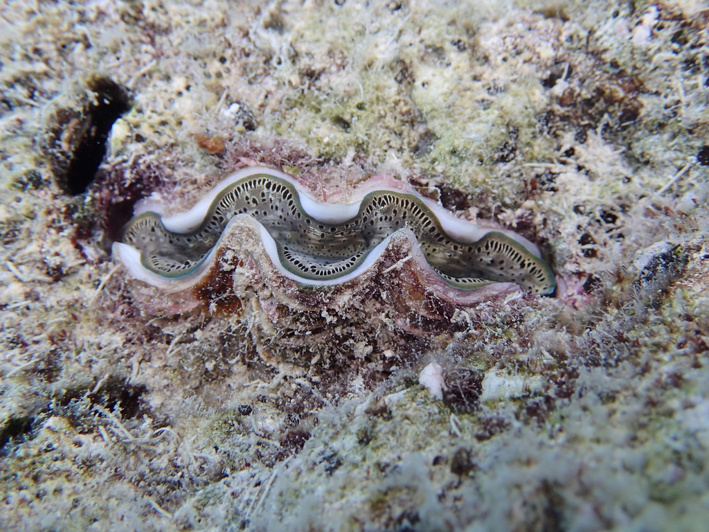 Small Giant Clam in November 2017 by Rachel Andres-Beck · iNaturalist