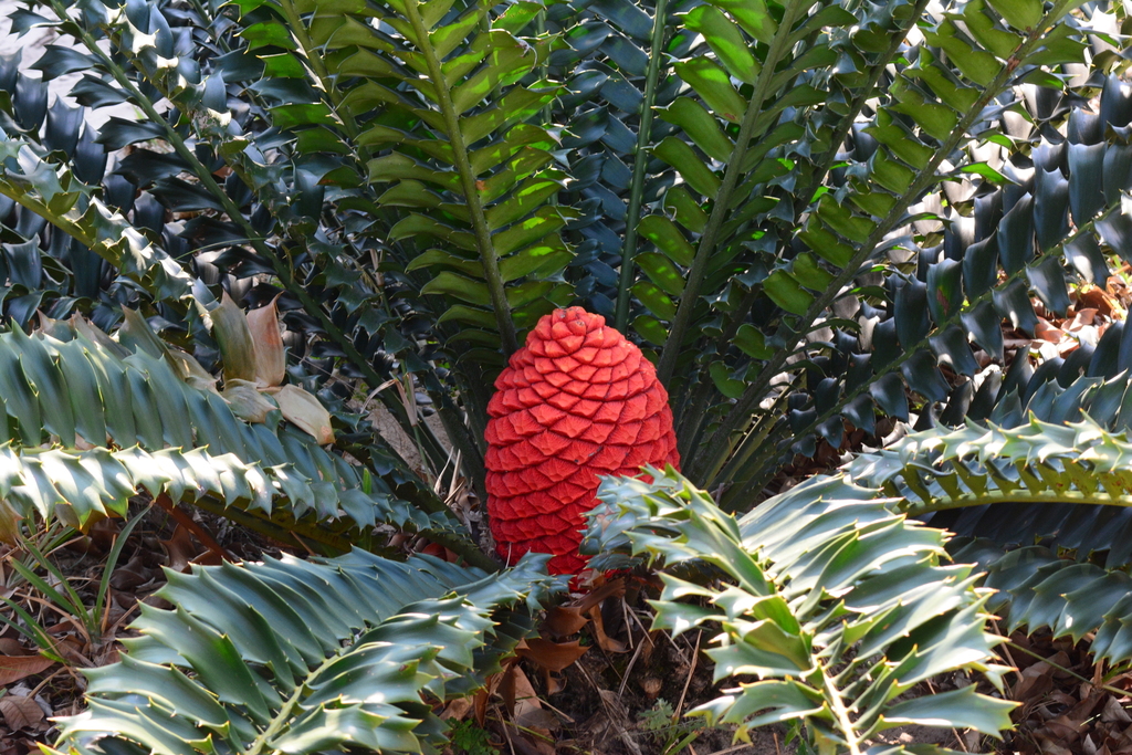Cycads (Cycadopsida) - Botanical Realm