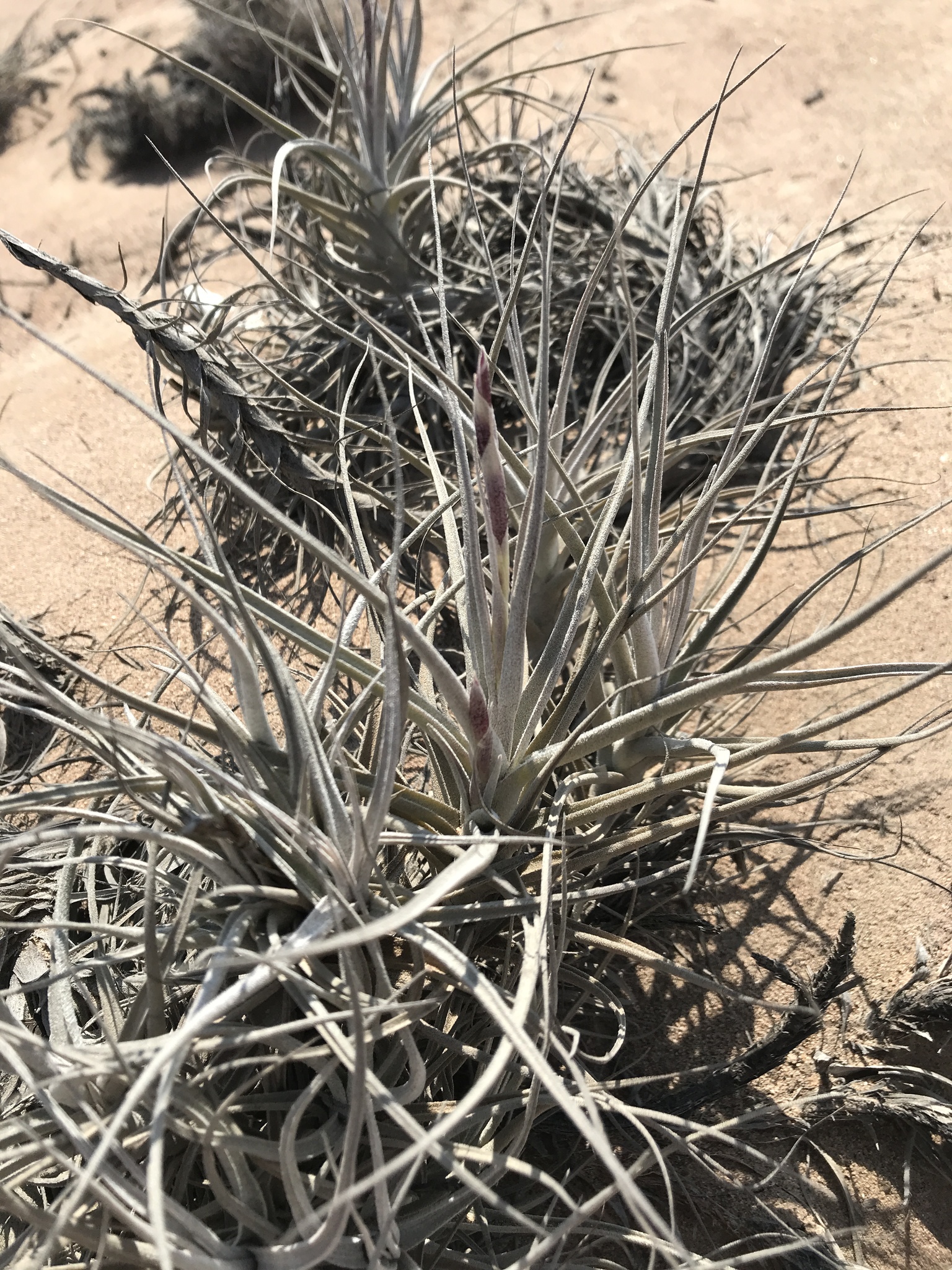 Tillandsia marconae W.Till & Vitek