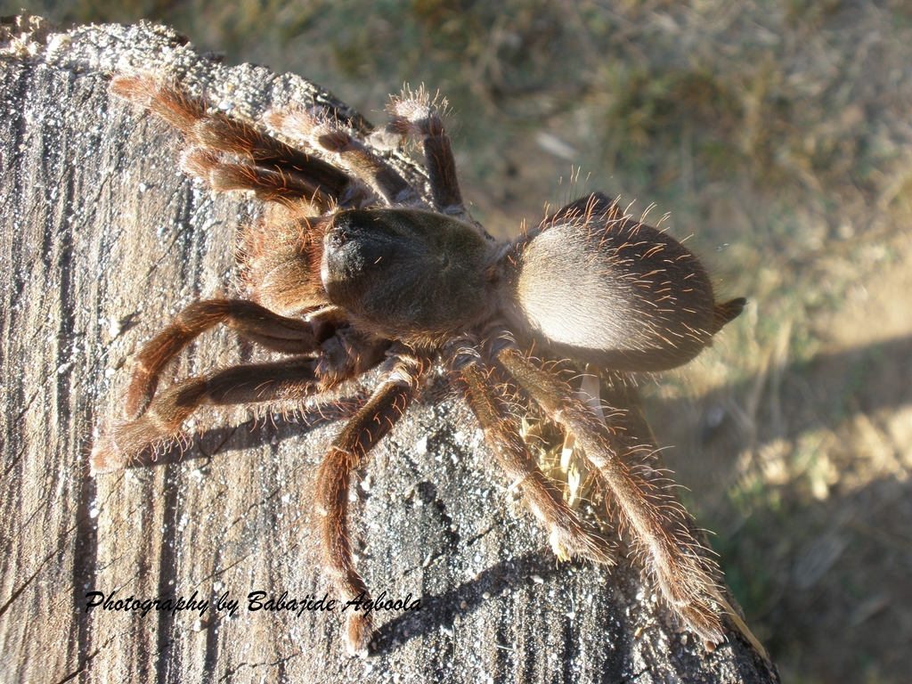 Nigerian Rust Rump Baboon Spider from Plateau on November 16, 2013 at ...