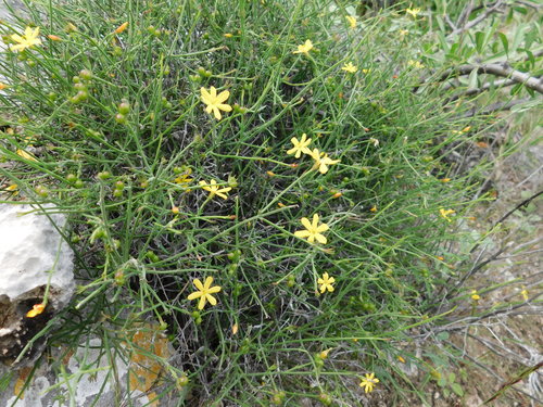 Menodora intricata · iNaturalist