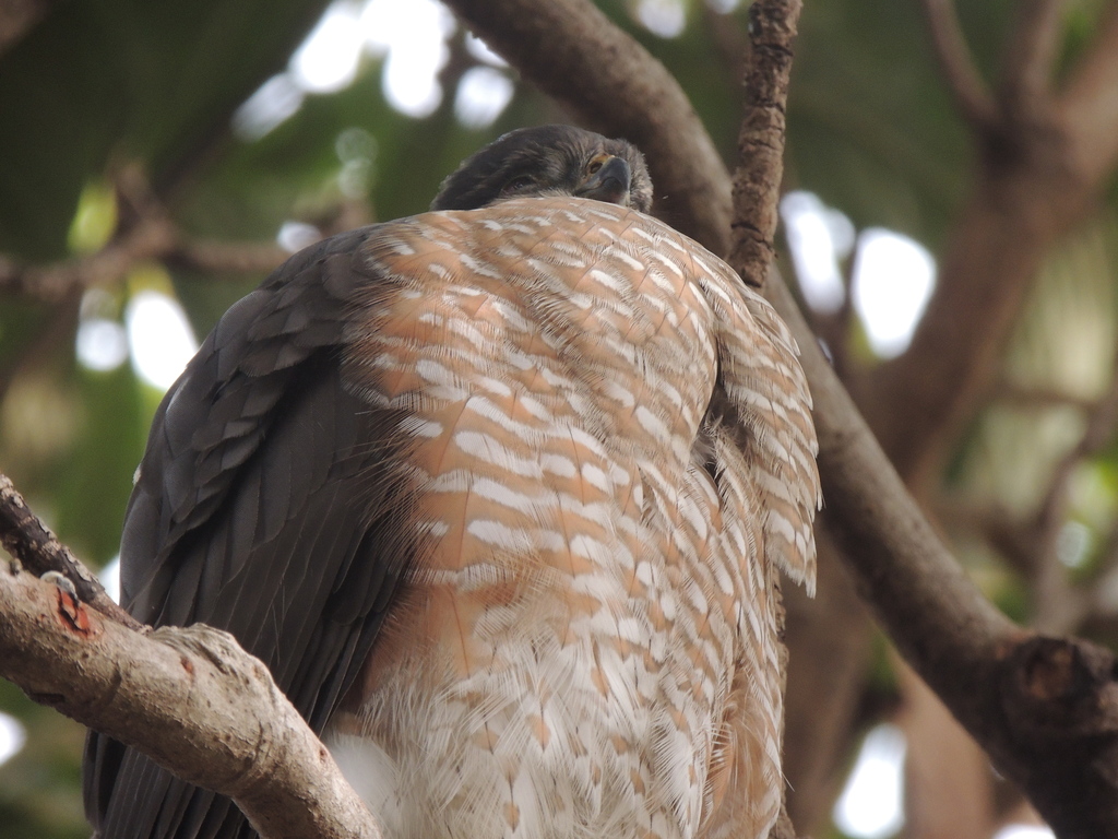 Sharp-shinned Hawk from Johnson City, TX on November 12, 2019 at 09:40 ...