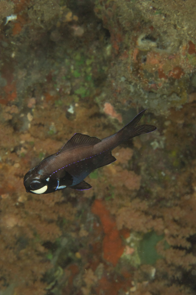 Lanterneyes, fangtooths and allies (Trachichthyiformes) - Marine Life ...