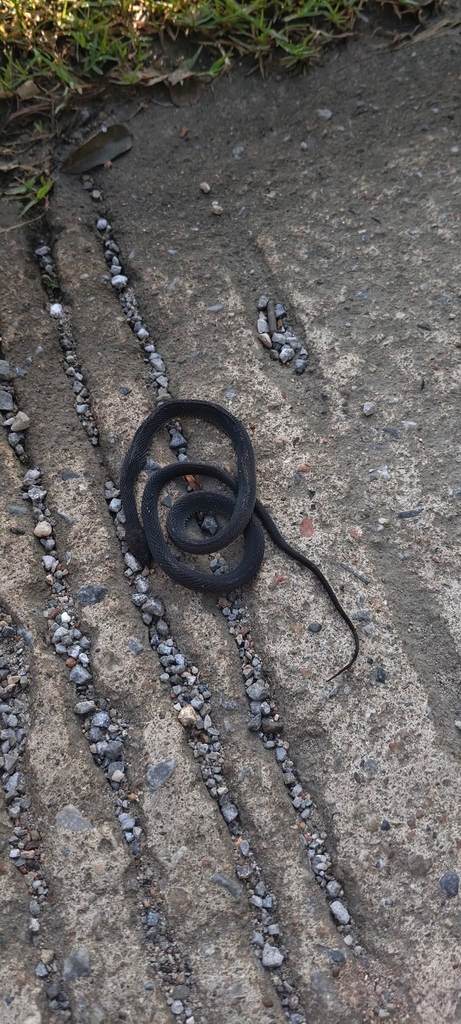 Achalinus vanhoensis (Snakes of Vietnam) · iNaturalist